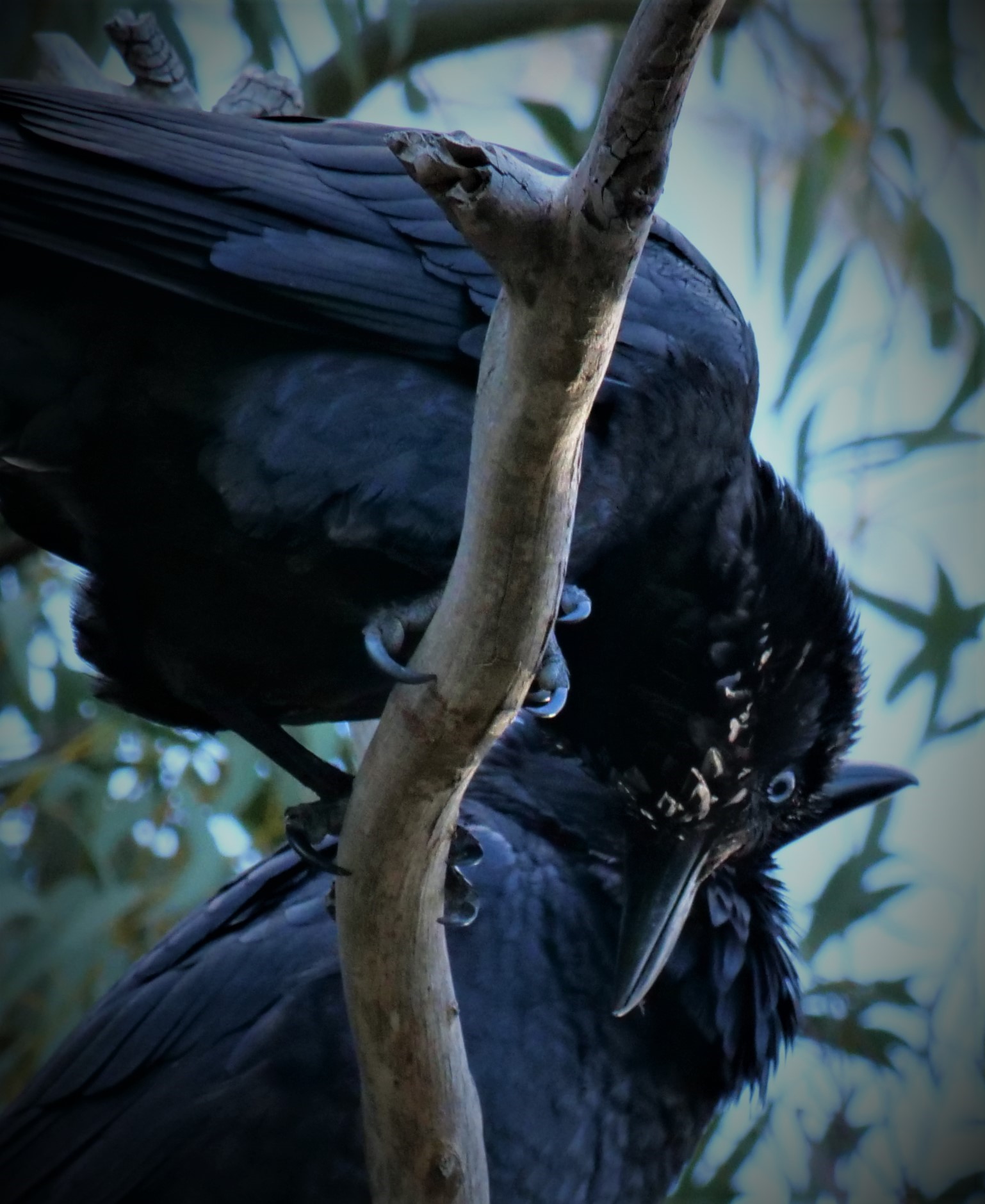 Raven Mad – Reflections of An Untidy Mind