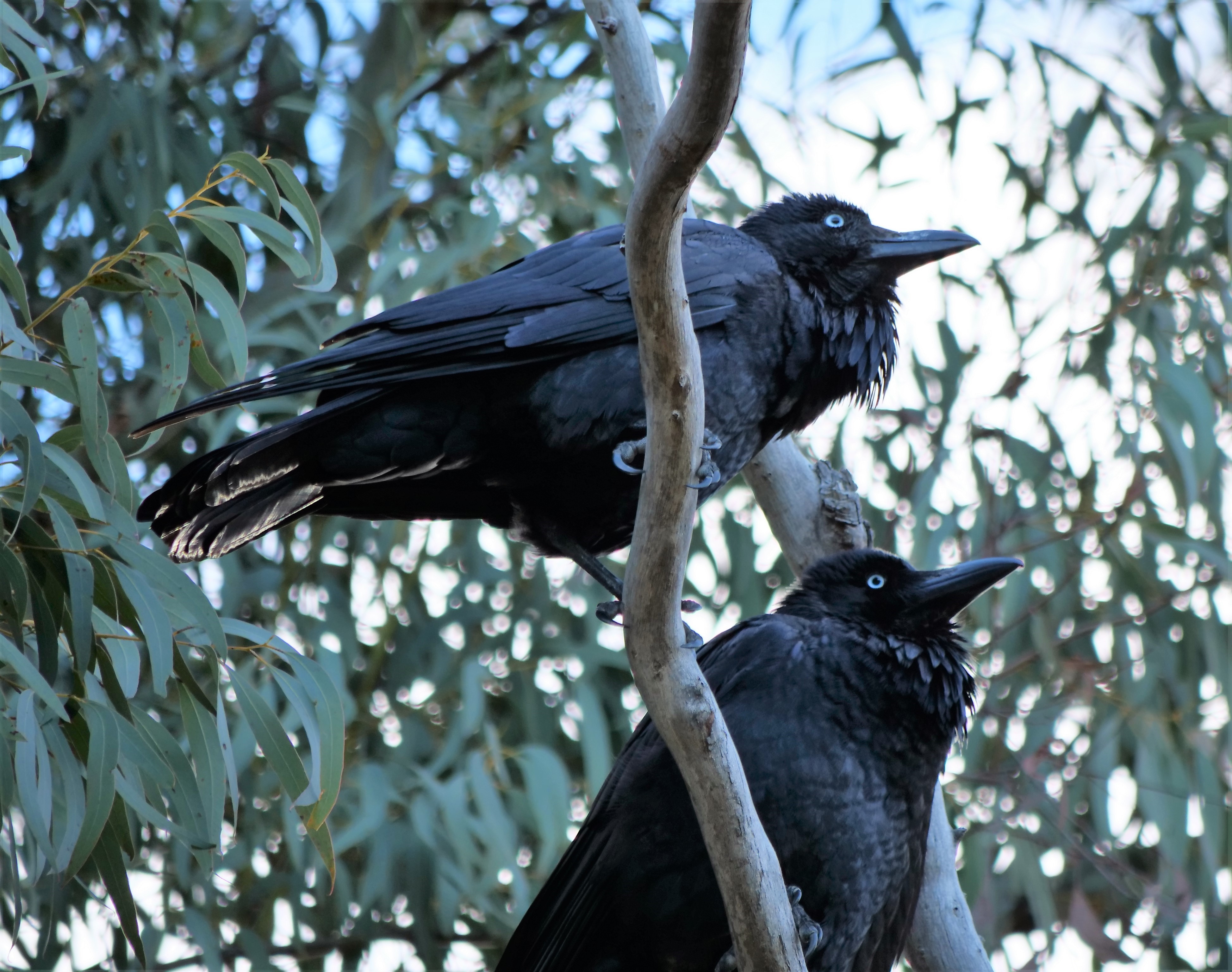 Raven Mad – Reflections of An Untidy Mind