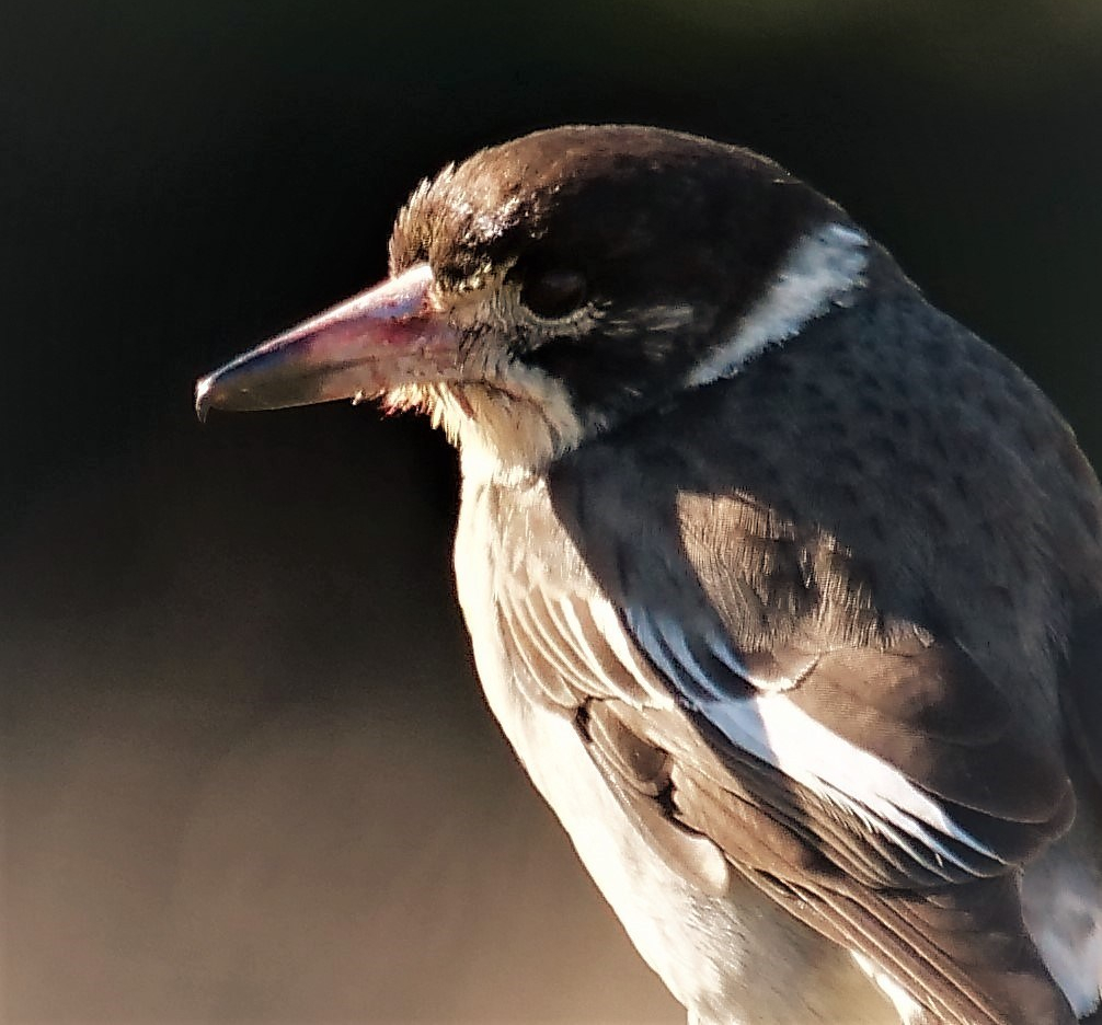 My Best Birds – Reflections of An Untidy Mind