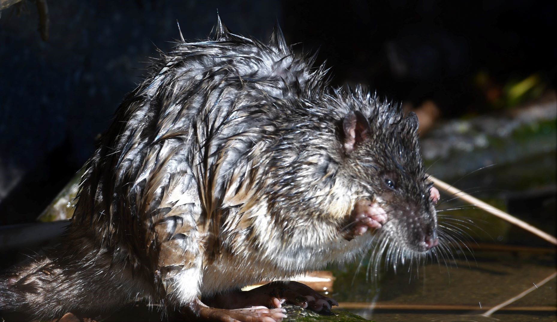 Top Predator Of The Lake – Reflections of An Untidy Mind