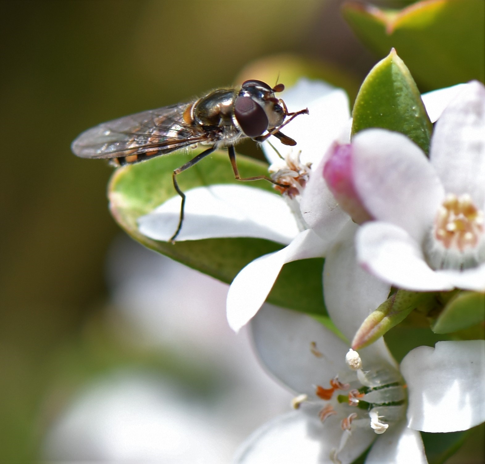 Bluey The Fly – Reflections of An Untidy Mind