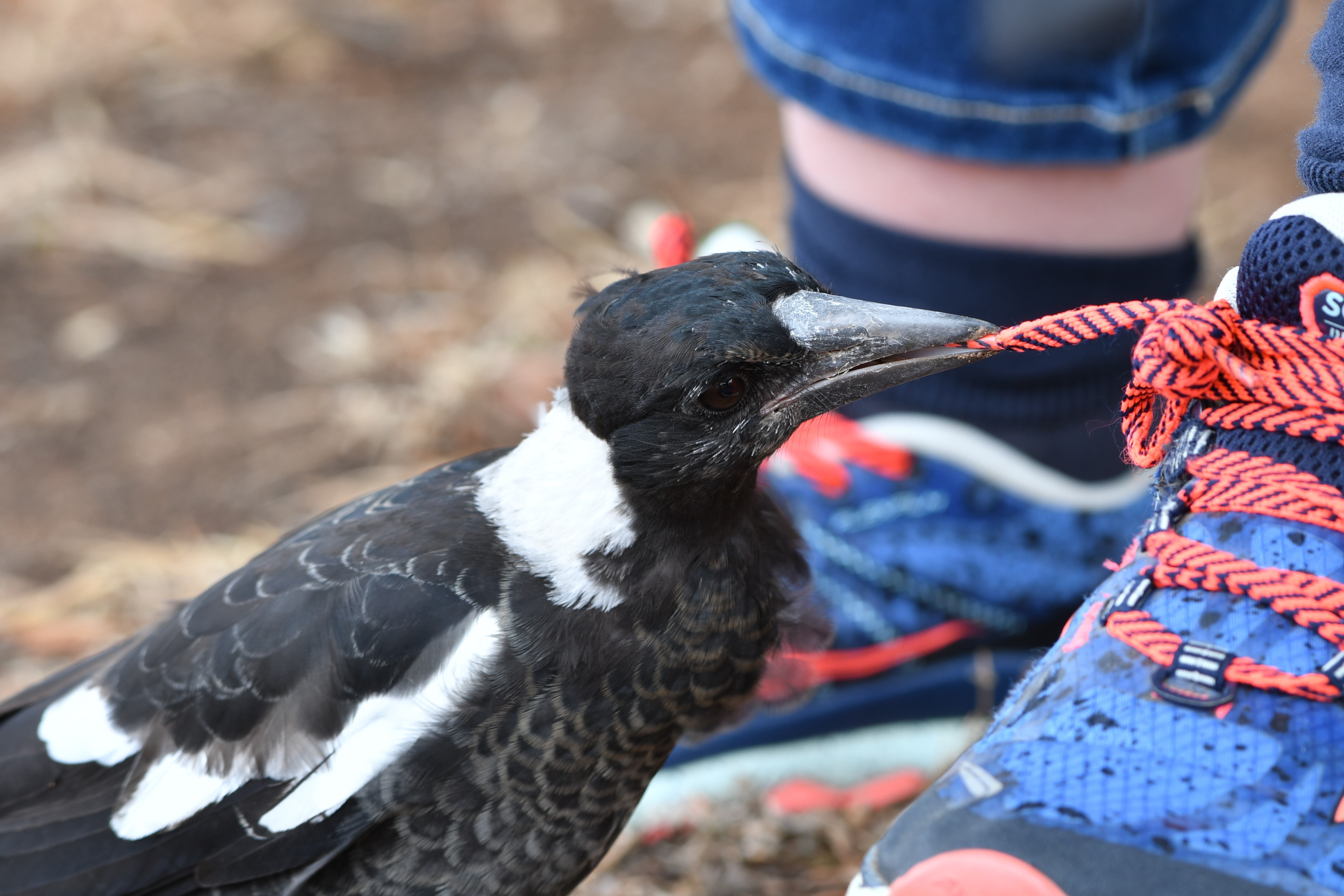 Birds Of A Feather – Reflections of An Untidy Mind