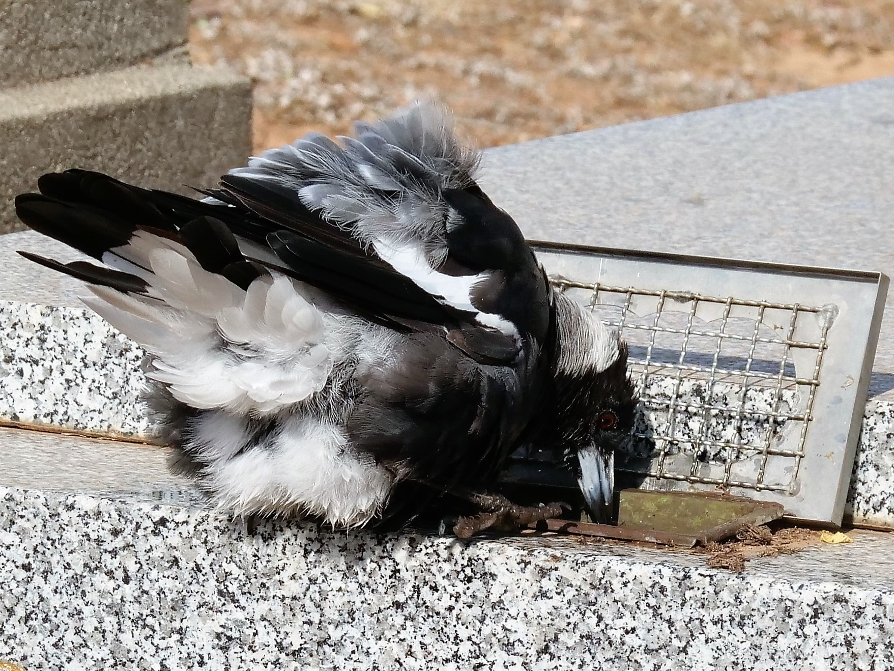 Birds Of A Feather – Reflections of An Untidy Mind