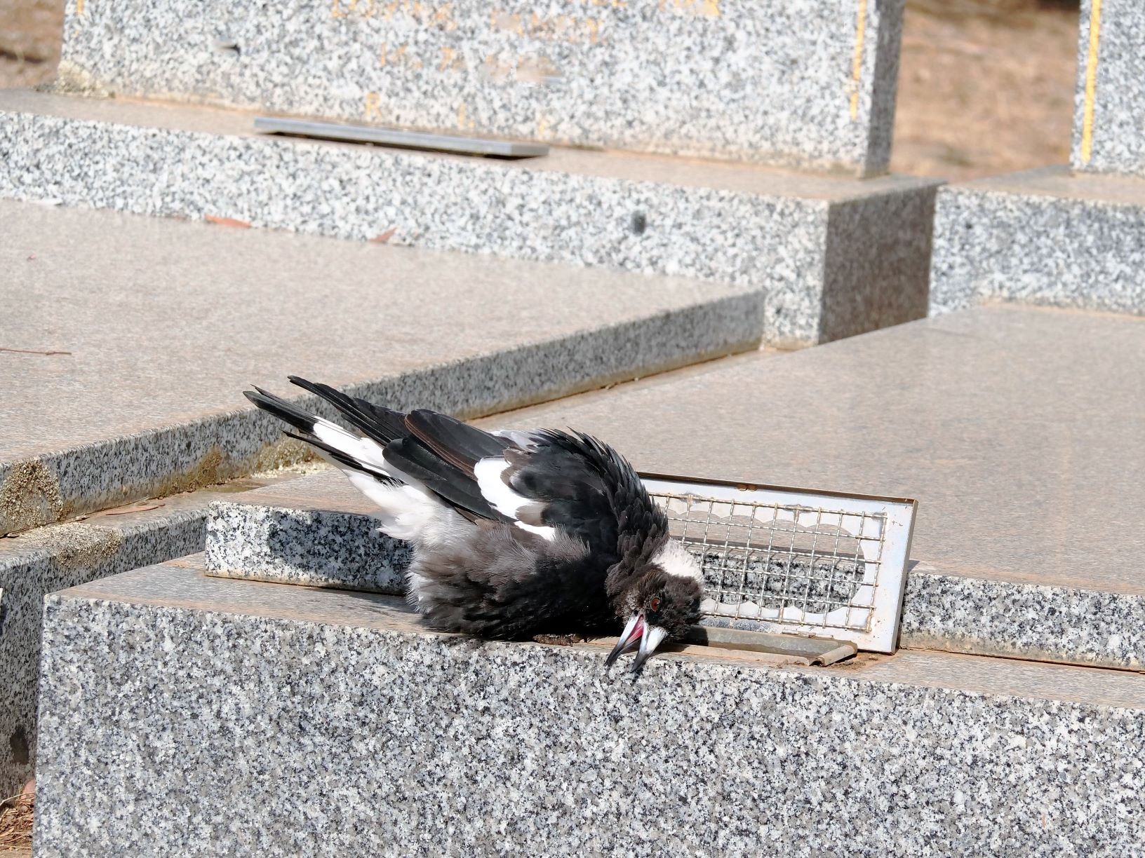 Birds Of A Feather – Reflections of An Untidy Mind