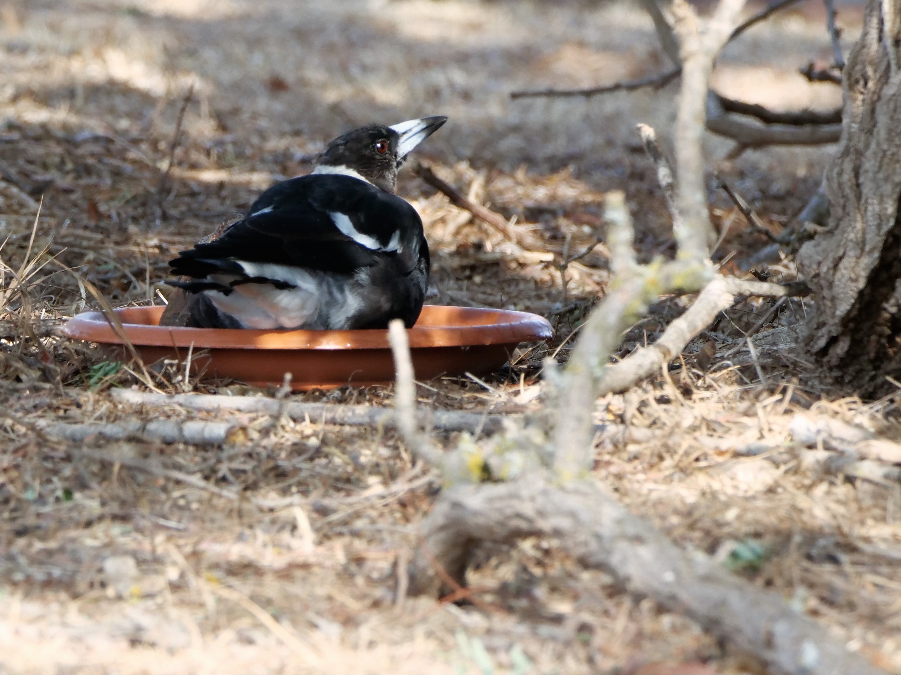 Birds Of A Feather – Reflections of An Untidy Mind