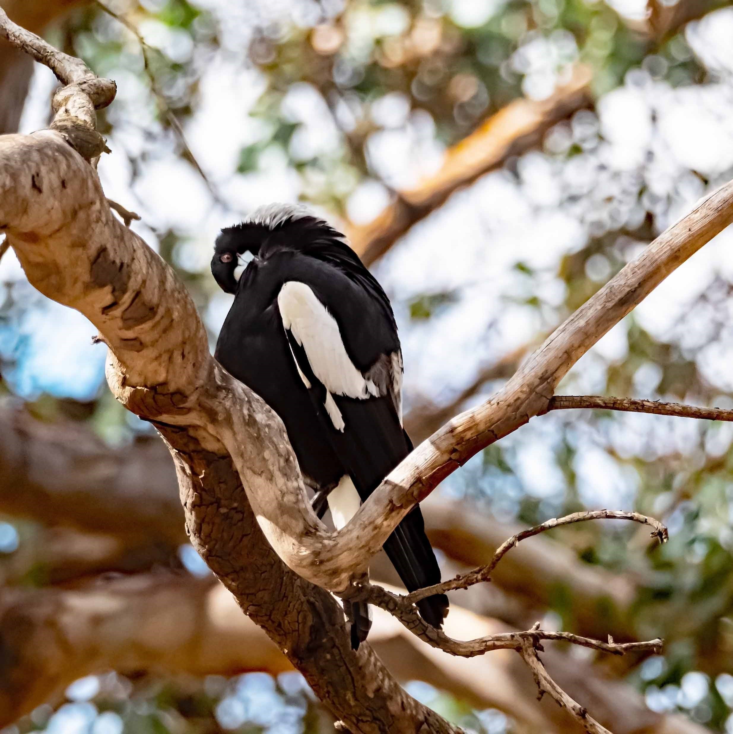 Walking With Magpies – Reflections of An Untidy Mind