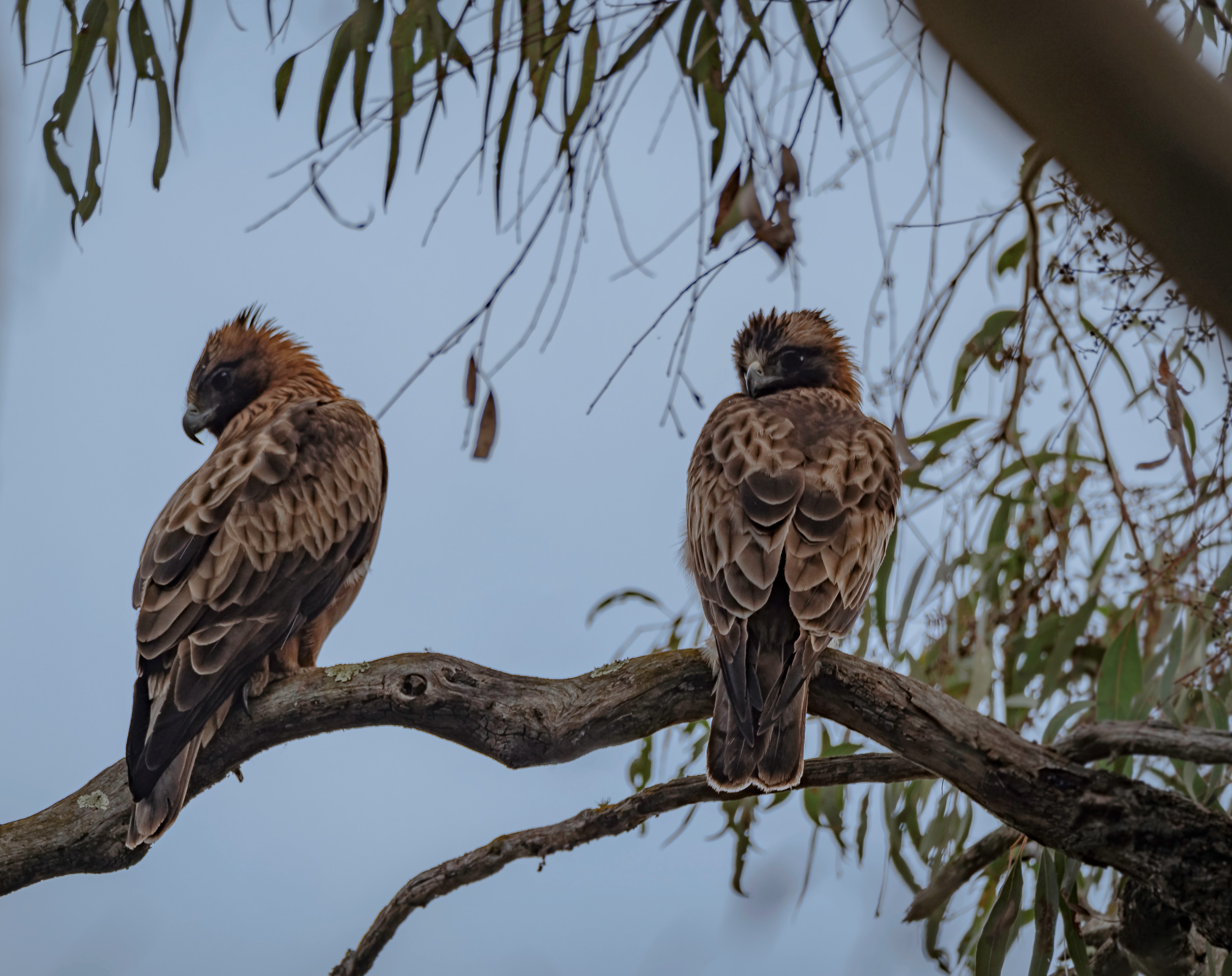 Little Eagles – Reflections of An Untidy Mind