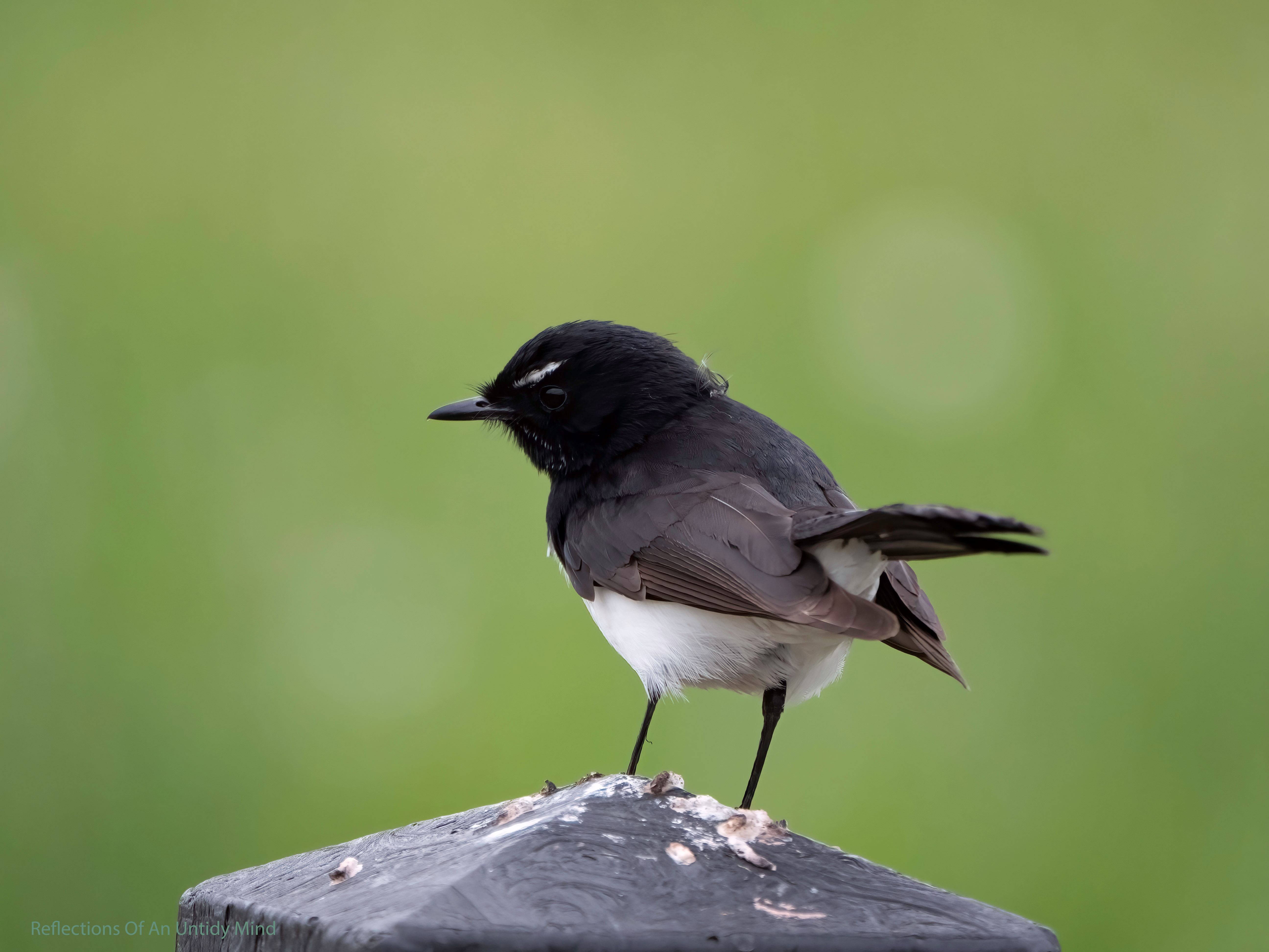 The Chicks Are Down – Reflections of An Untidy Mind