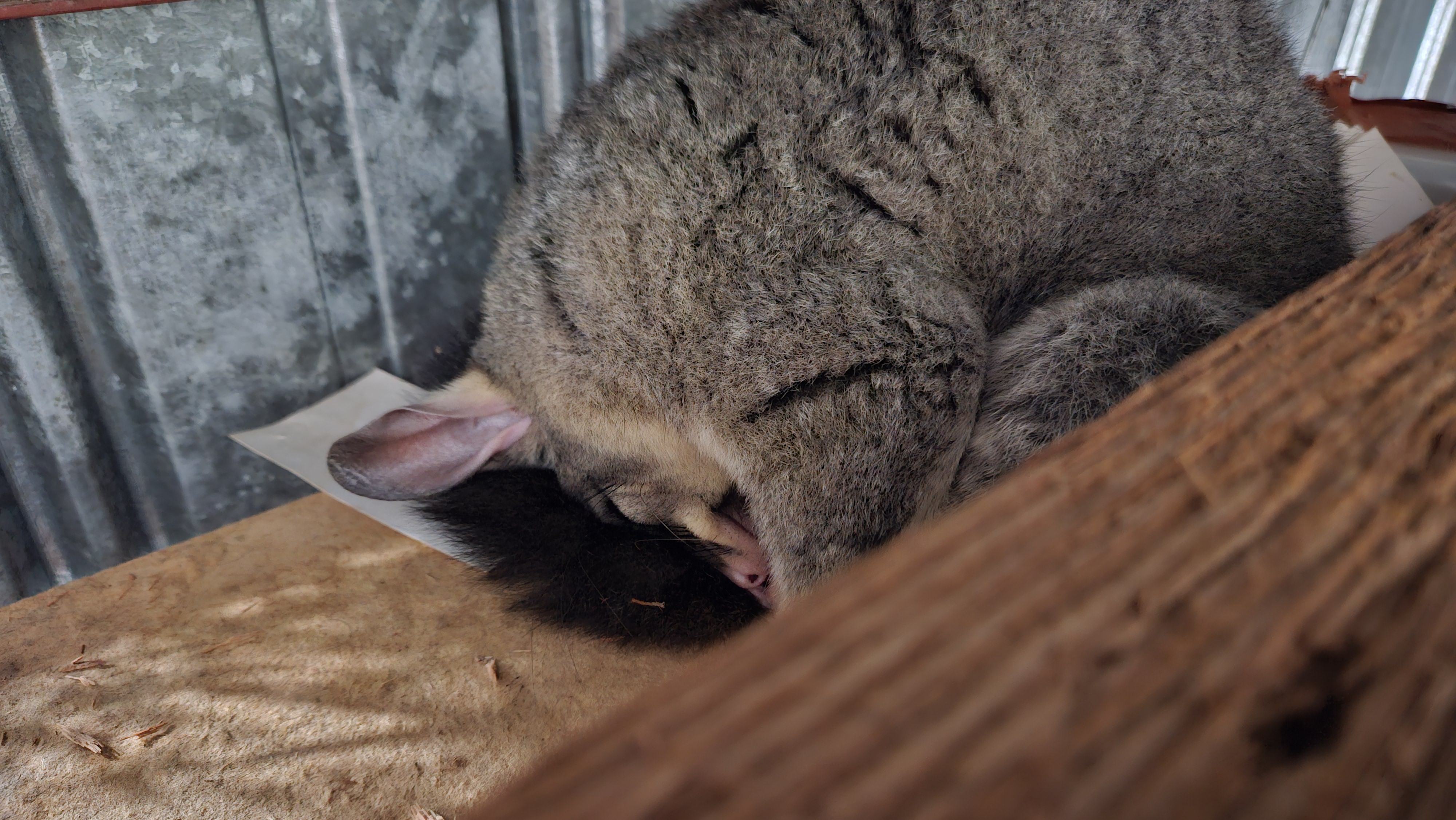 Possum Tales – A Series – Reflections of An Untidy Mind