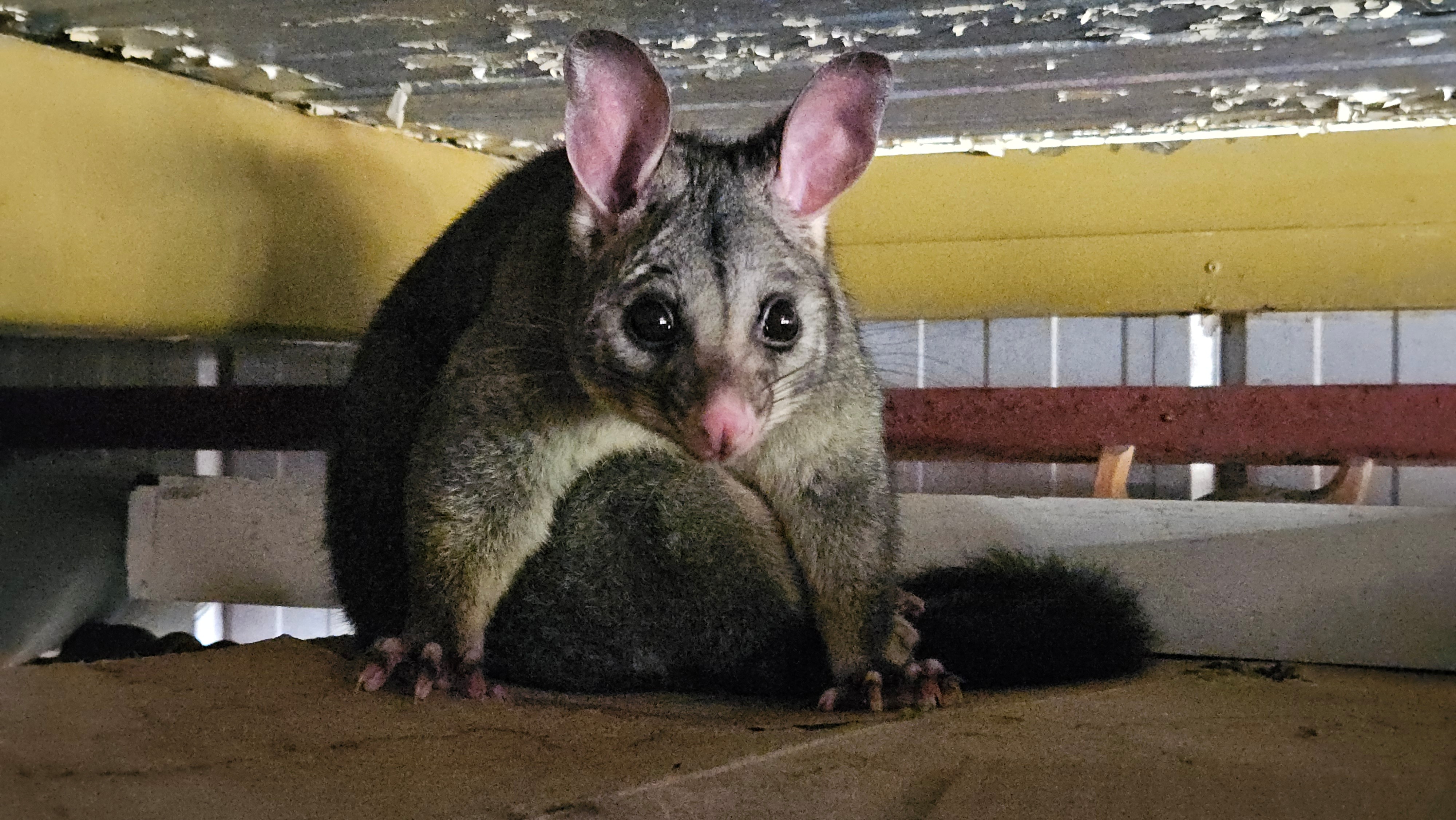 Possum Tales – A Series – Reflections of An Untidy Mind